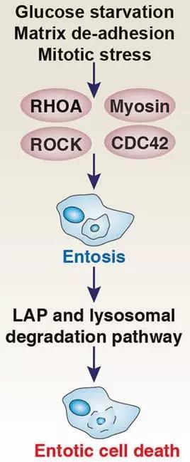 细胞死亡的11种姿势 - 知乎