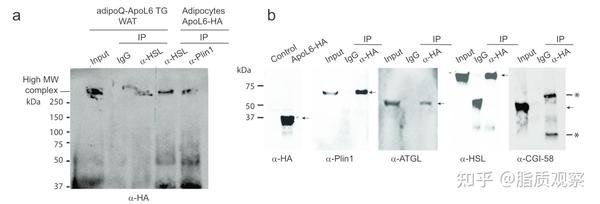 Nature Comunications｜脂滴相关蛋白ApoL6 通过与 Perilipin1互作抑制脂肪分解 - 知乎