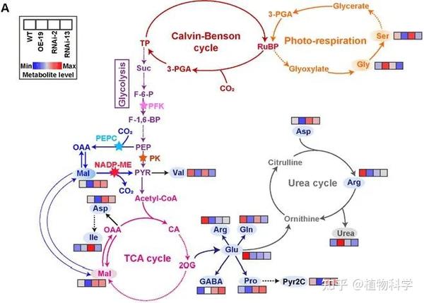 中国农业大学眭晓蕾课题组揭示苹果酸脱羧酶CsNADP-ME2介导黄瓜果实碳和氨基酸代谢平衡的作用机制 - 知乎