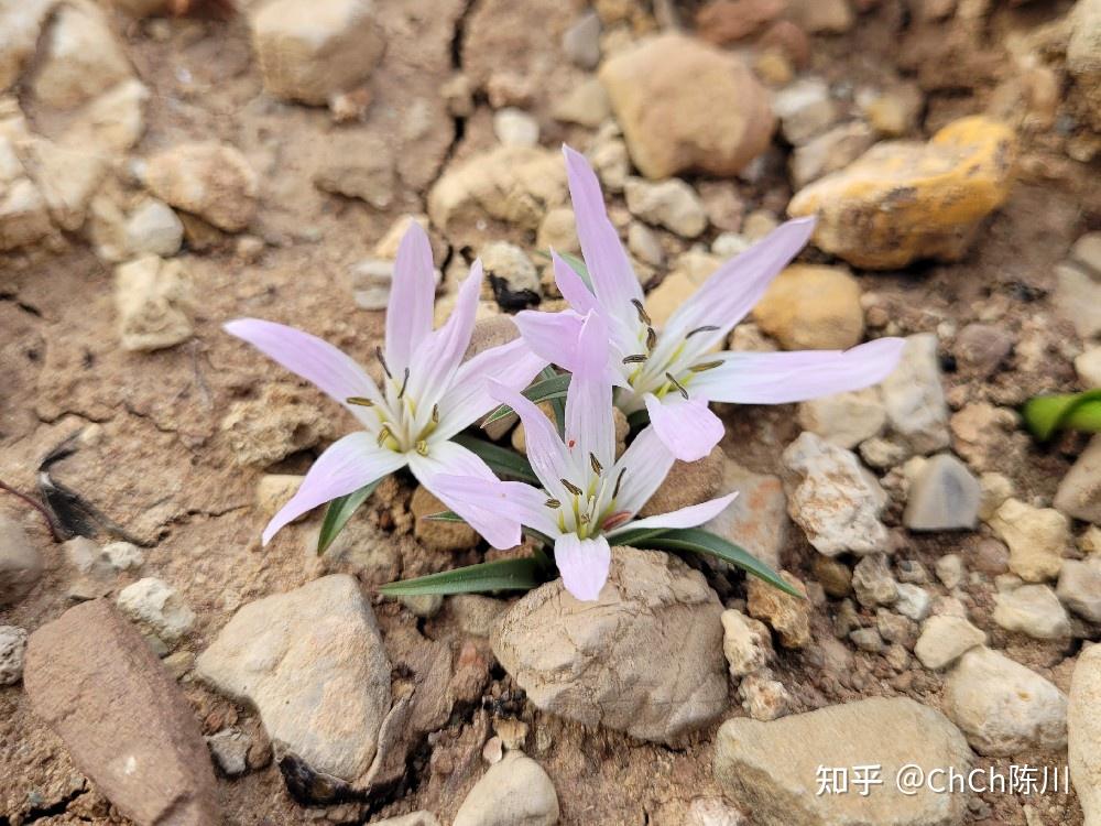 多肉植物全图鉴17：秋水仙科（Colchicaceae），秋水仙属（Colchicum） 原始种A-H - 知乎