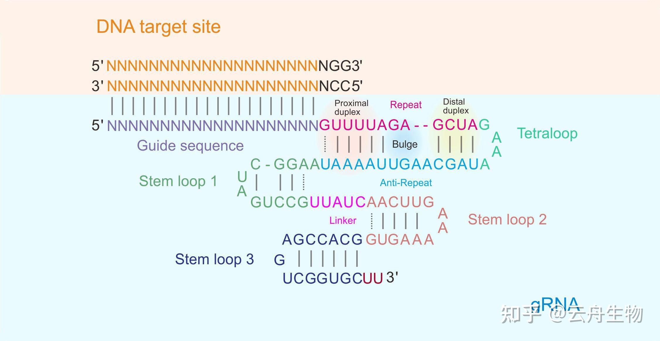 dCas9-KRAB CRISPRi（CRISPR interference）慢病毒载体系统—云舟生物 - 知乎