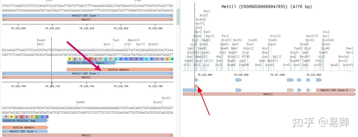 小白快速上手！CRISPR-KO系统的构建 - 知乎