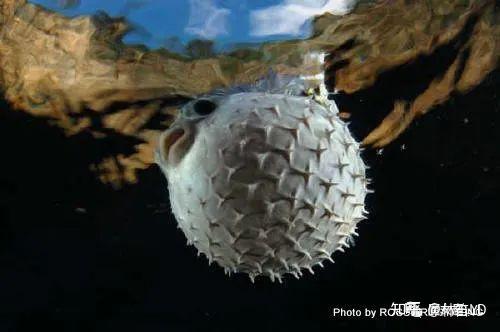 圆滚滚的河鲀——竟然有辣么多种！ - 知乎