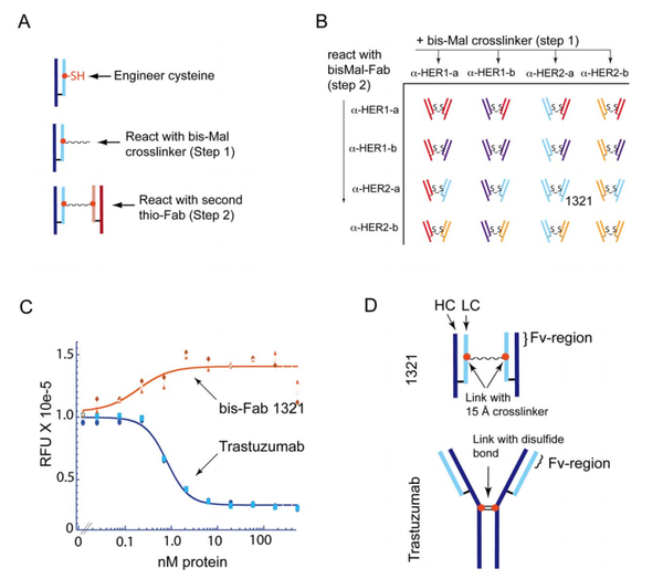 Roche的FORCE双抗技术：knob-into-hole升级版 - 知乎