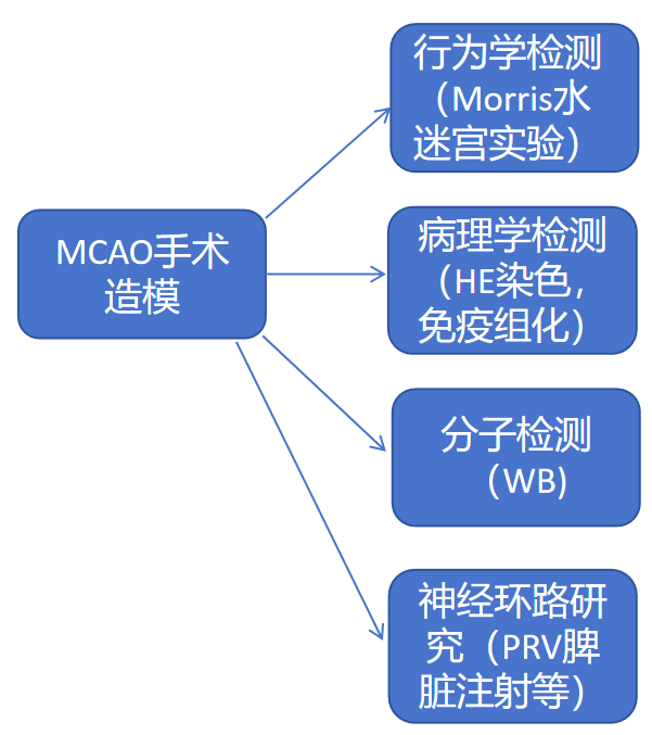 小布新品｜MCAO动物模型--助力神经系统疾病药物治疗 - 知乎