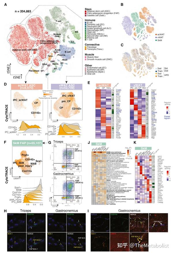 代谢学人——Cell Metabolism：单细胞测序探索肥胖与运动减肥之谜 - 知乎