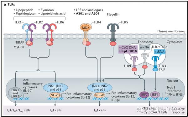 抗原结构设计、佐剂分析 - 知乎