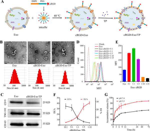 文献解读丨功能化的外泌体平台为恶性黑色素瘤的靶向治疗提供了有前景的策略 - 知乎