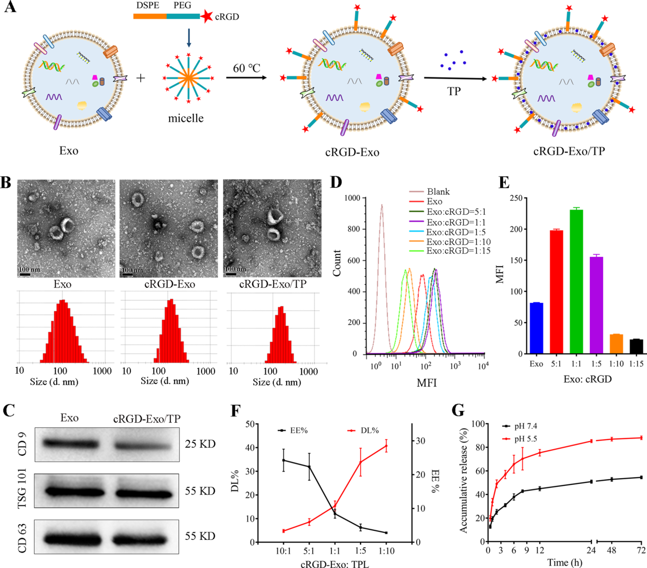 文献解读丨功能化的外泌体平台为恶性黑色素瘤的靶向治疗提供了有前景的策略 - 知乎