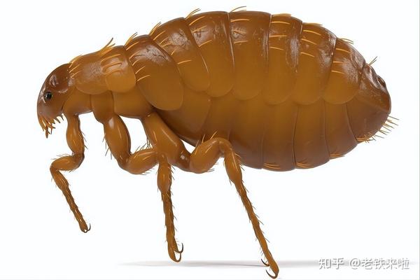 100个动物有趣的冷知识（26-50） - 知乎