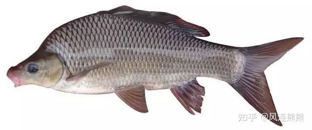 岩原鲤（121） - 知乎