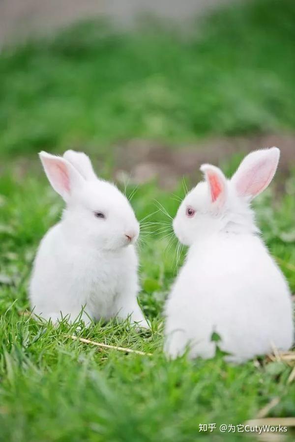 生活那么苦，养个兔不过分吧？ - 知乎