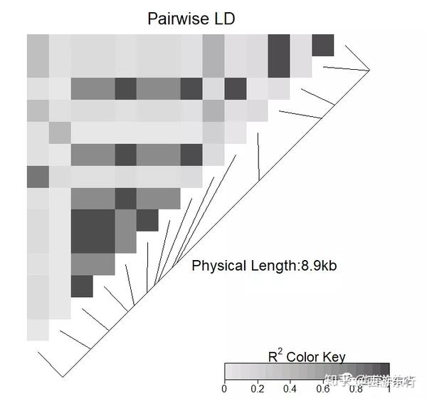 LDheatmap | SNP连锁不平衡图（LD）可视化，自己数据实现版！ - 知乎