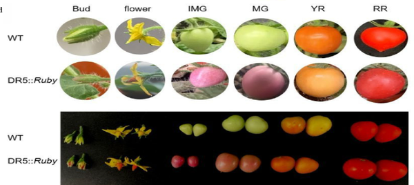RUBY报告系统 | 一种新的可直接通过肉眼观察植物组织累积红色甜菜碱的报告系统 - 知乎