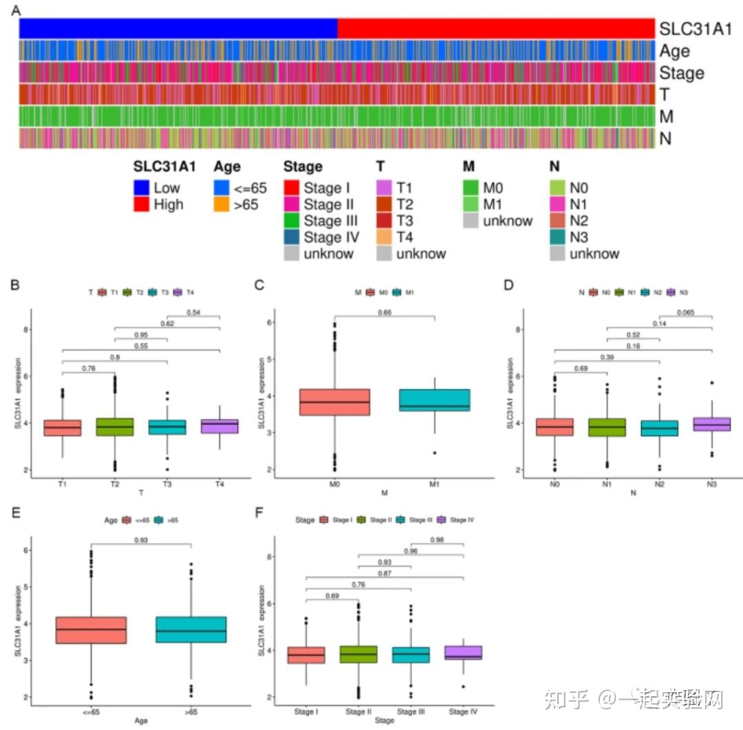 铜死亡热点：单基因肿瘤纯生信分析发表BMC bioinformatics！ - 知乎