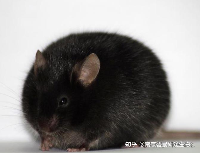 智鼠课堂 | OB/OB肥胖症小鼠—II型糖尿病模型（T2DM） - 知乎