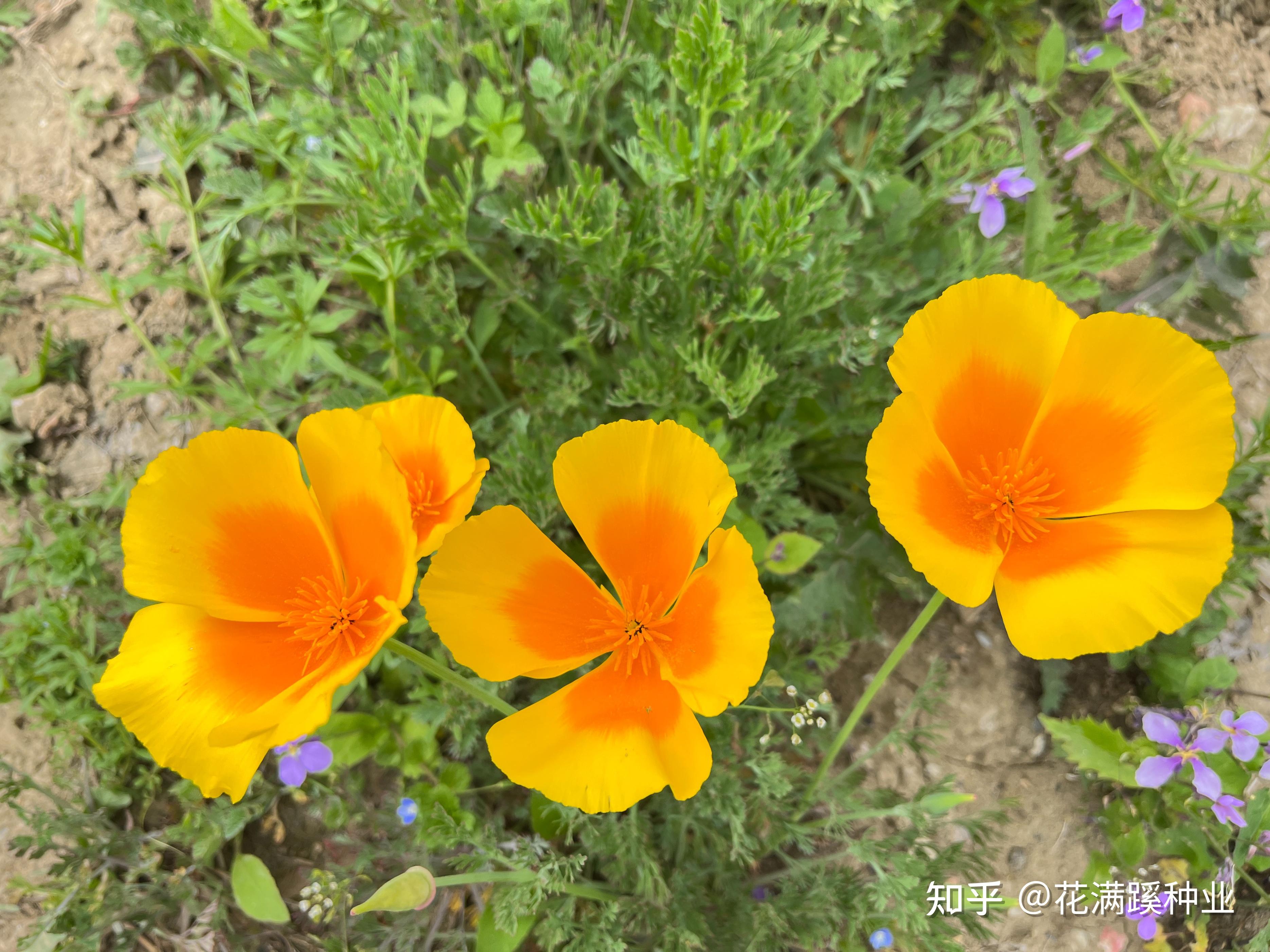 秋播效果更好!花菱草艳丽花大,花海花境都适合种 知乎