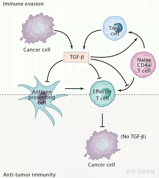 TGF-β：乘风破浪的转化生长因子 - 知乎