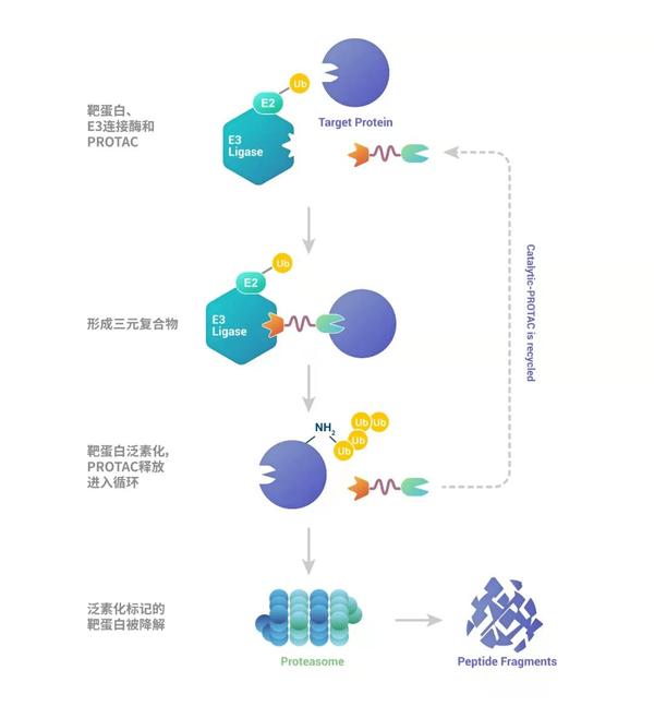 PROTAC成药性研究：溶解度和渗透性研究策略解析 - 知乎