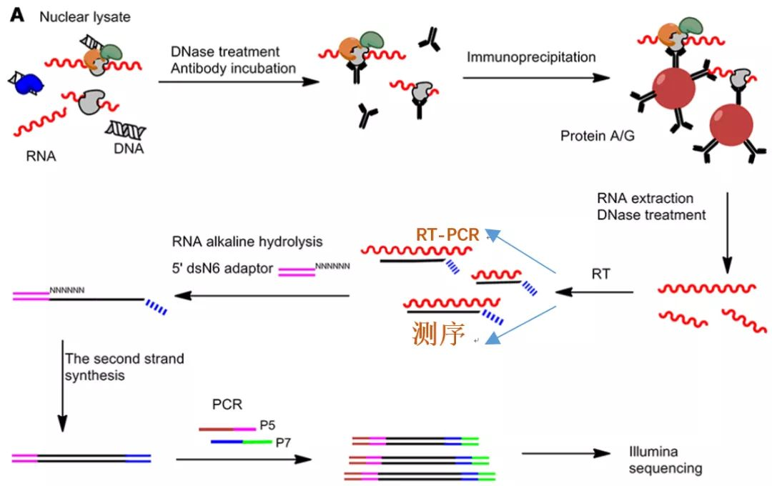 干货|几种RNA和蛋白互作检测的实验技术 - 知乎