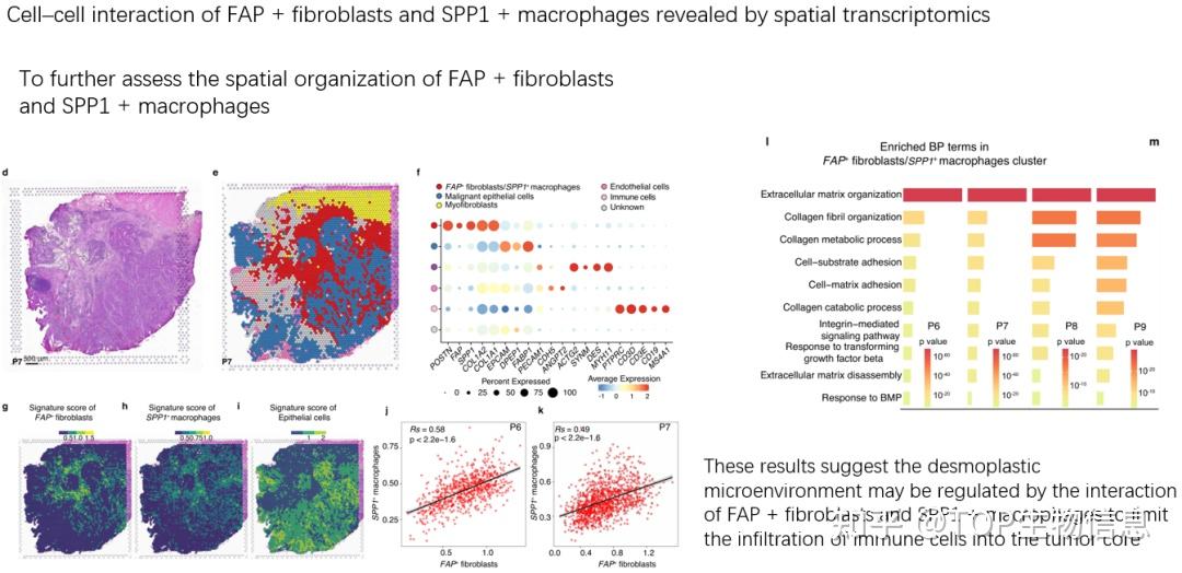 文献(8): 单细胞和空间分析揭示FAP+成纤维细胞和SPP1+巨噬细胞在结直肠癌中的相互作用 - 知乎