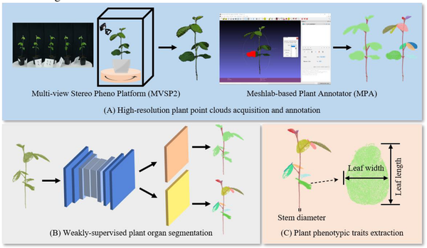 Eff-3DPSeg：使用高效注释点云的三维器官级植物芽分割 - 知乎