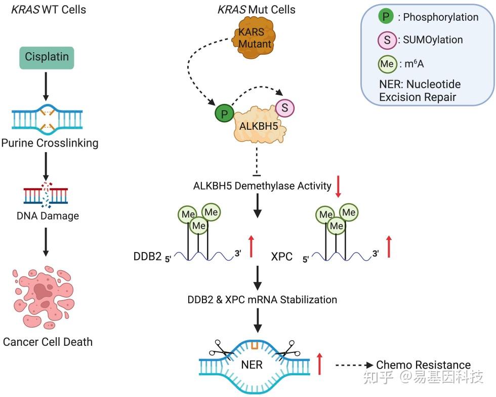 易基因：m6A-seq+RNA-seq揭示KRAS突变通过调控ALKBH5翻译后修饰导致肺癌对铂类药物耐药｜JCI - 知乎