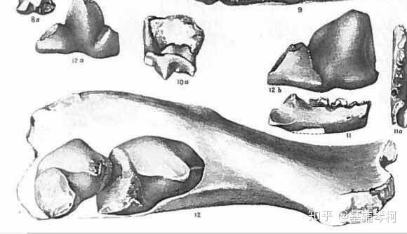 新生代巨兽猛兽与其他掠食者精简名录：古兽争锋榜（新近纪篇） - 知乎