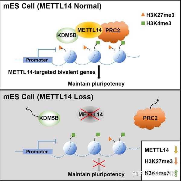 易基因：ChIP-seq等揭示METTL14调控哺乳动物二价结构域的表观遗传机制｜科研进展 - 知乎