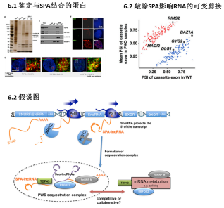 国内长非编码RNA又一篇cell！9张图带你看完sno-lncRNA的研究历程 - 知乎