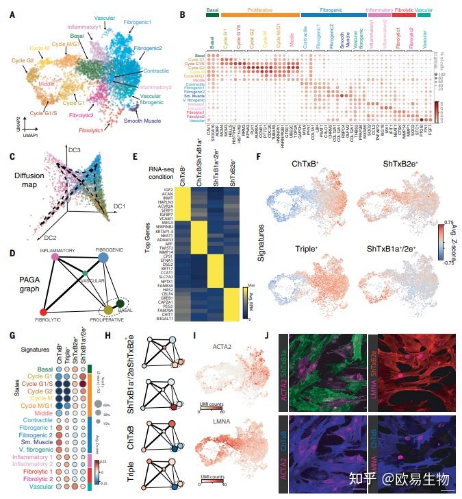 空间代谢组学高分辨率质谱成像揭示鞘脂控制真皮成纤维细胞异质性 - 知乎