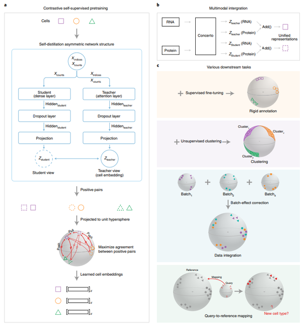 Nat. Mach. Intell. | 基于对比学习的方法可快速映射到数百万规模的多模态单细胞图谱 - 知乎