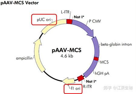 如何看懂文献里那些图——质粒图谱(Plasmid Profile) - 知乎