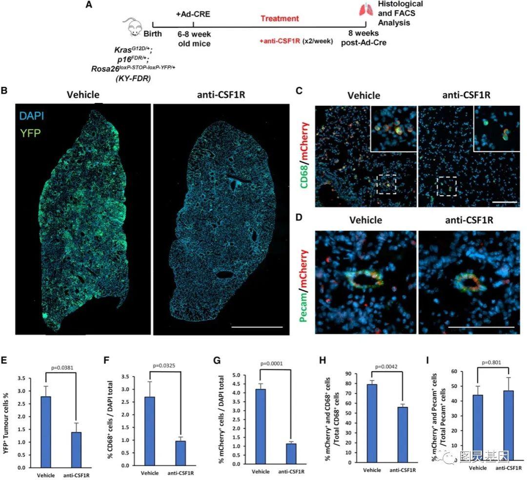 Cancer Cell｜衰老巨噬细胞清除后显著改善KRAS驱动的肺癌发生 - 知乎