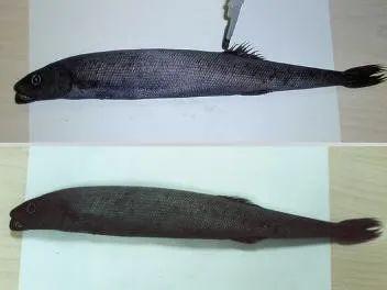 餐桌上的鲳鱼，到底是哪一种？（下）（作者：达达） - 知乎