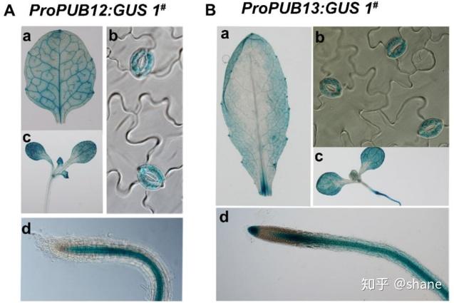 E3泛素连接酶PUB12/13降解ABA的共受体ABI1 - 知乎