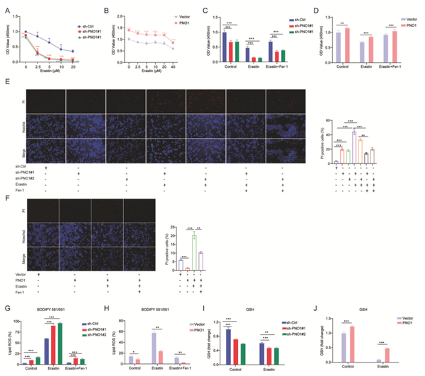CDD丨PNO1 通过 GSH 代谢重编程抑制肝细胞癌自噬介导的铁死亡 - 知乎