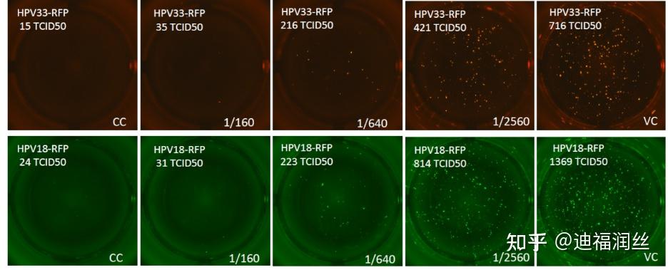 「DIFF Fab」HPV 假病毒｜千亿市场HPV疫苗有效性评价金标准 - 知乎