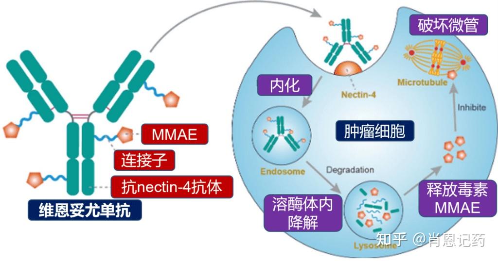 记住所有FDA生物药 | Nectin-4 ADC | Enfortumab vedotin 维恩妥尤单抗 | 尿路上皮癌 - 知乎