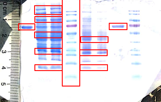 SDS-PAGE实验报告 - 知乎