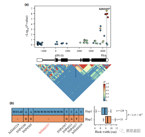 【New Phytol】RHW1-ZCN4调控途径导致了玉米壳叶宽度的自然变异 - 知乎
