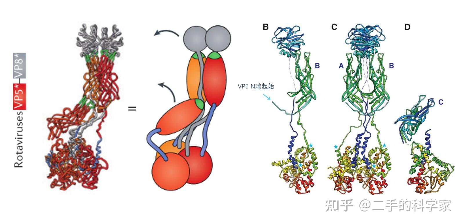 一种可能有一定可行性的重组轮状病毒疫苗抗原设计 - 知乎