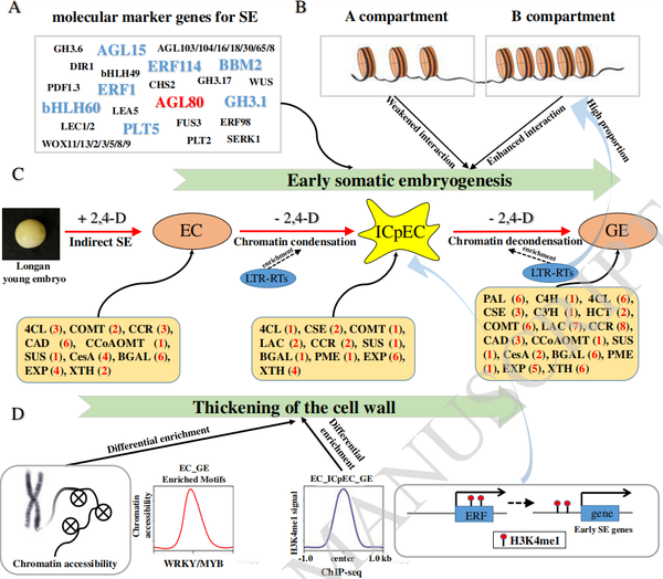 ATAC+RNA-seq揭秘植物领域的基因表观遗传调控！ - 知乎