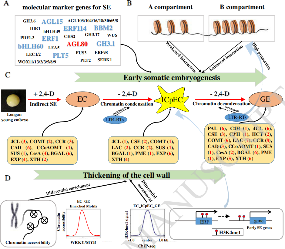 ATAC+RNA-seq揭秘植物领域的基因表观遗传调控！ - 知乎