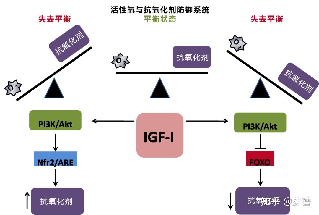 打生长激素，长生不老还是更短命？ - 知乎