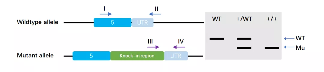 GENOTYPING 101 - 知乎