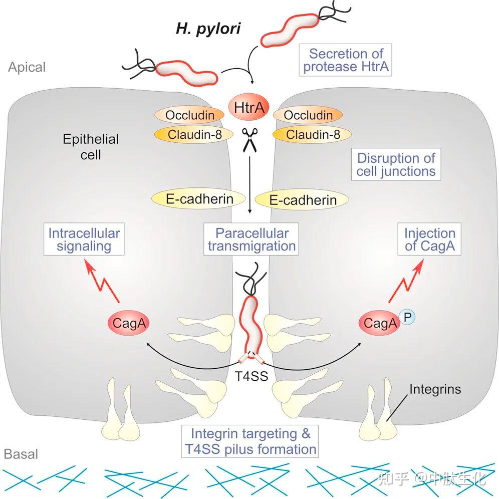《细胞》子刊：“剧毒”幽门螺杆菌现身！科学家首次发现一种让幽门螺杆菌钻得更深、变得更毒的变异，与胃癌显著相关 - 知乎