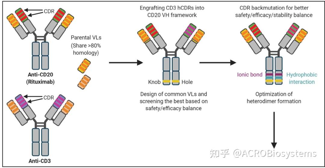 【双抗大有可为】CD3/CD20双抗风暴：嘉和生物扬帆出海 - 知乎