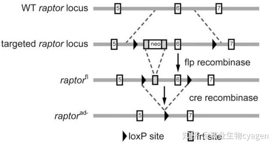 研究发育和衰老的关键信号通路mTOR——Rptor基因敲除小鼠 - 知乎