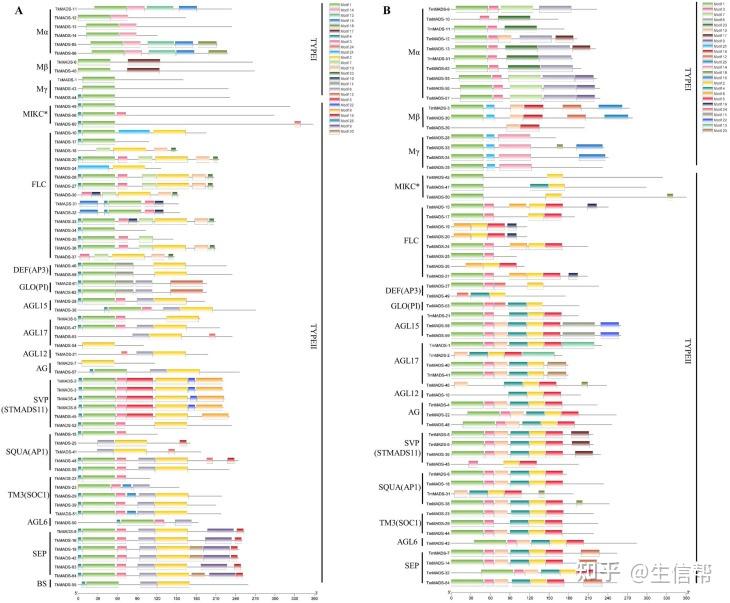 基因家族｜全基因组鉴定MADS-box基因家族 - 知乎